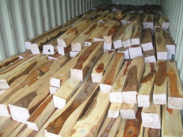 Maderas Preciosas de Guatemala: Maderas Preciosas de Guatemala