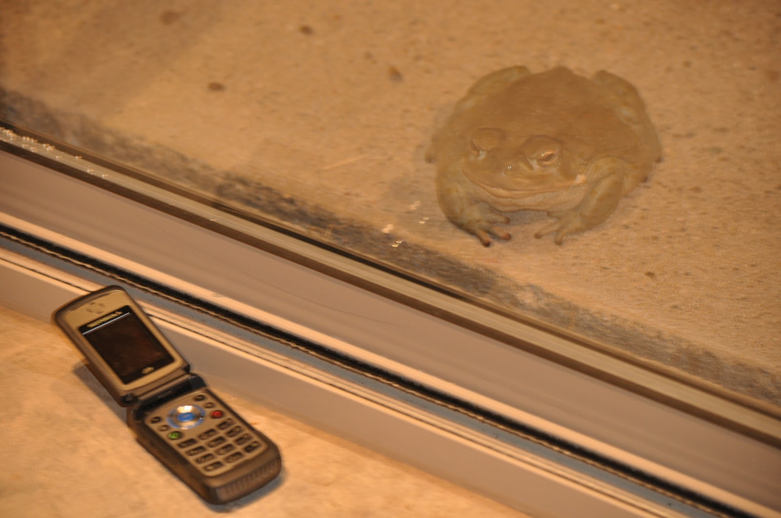 Living on Winchester Ranch: Toad at the Door