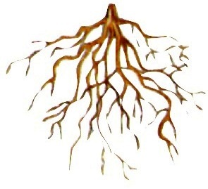 Perbedaan Tumbuhan Dikotil dan Monokotil