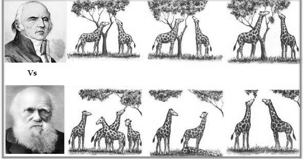 Beberapa Teori Evolusi