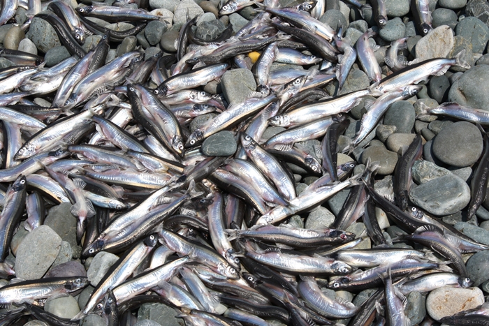 Illustrated Life: Sketches by the sea