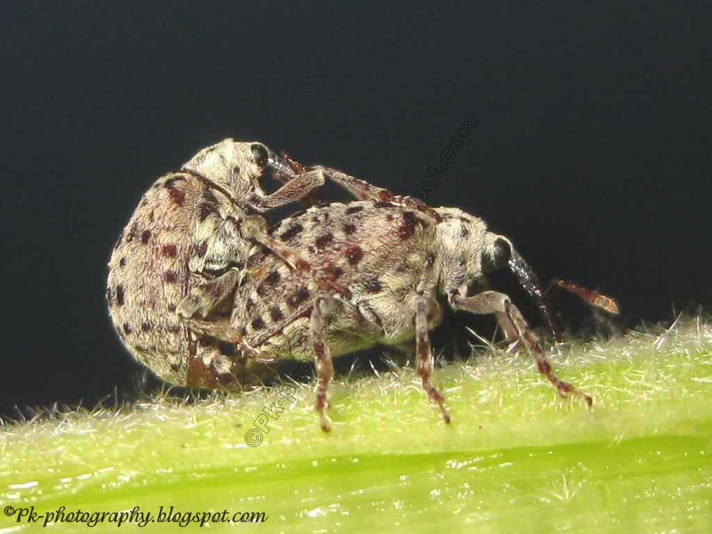 Figwort Weevil-Cionus scrophulariae | Nature, Cultural, and Travel ...
