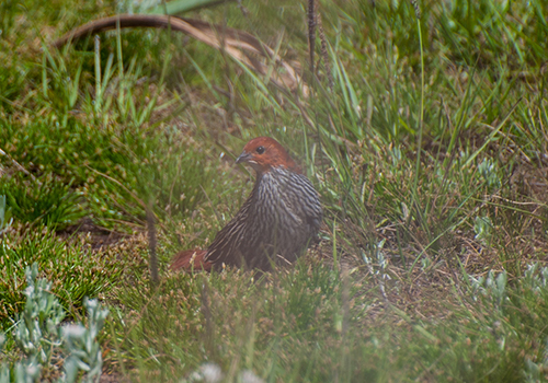 Stories from Blue Hill Escape: Yay!! Striped Flufftail!!
