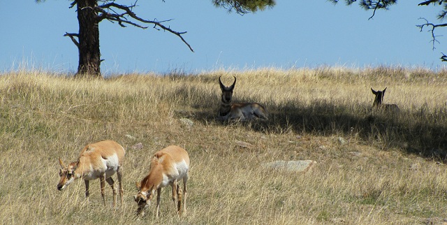 Bickford's Tin Can Tour: South Dakota & North East Wyoming