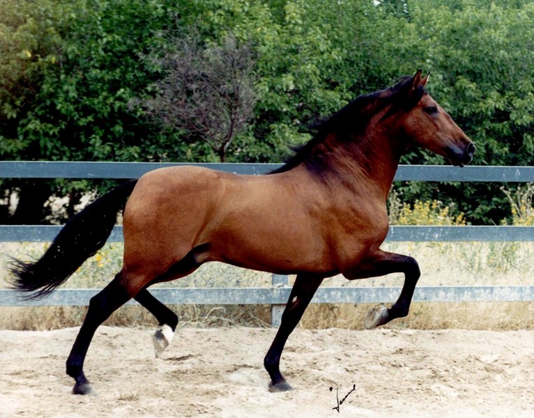 Clapiraly: EL CABALLO