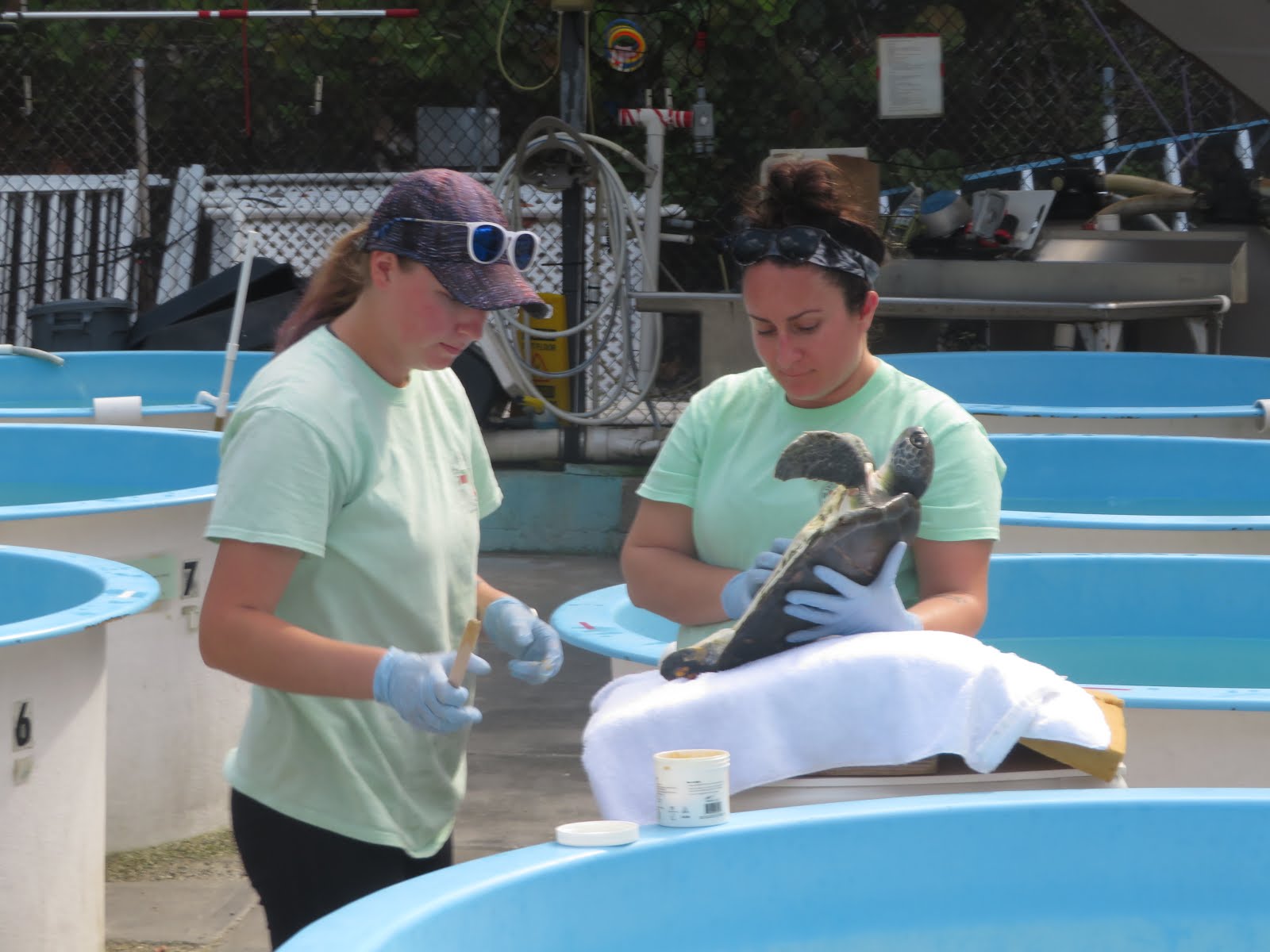 The ShoreXplorers: The Turtle Hospital, Marathon, Florida (Mile Marker ...