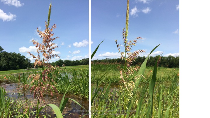 American Wild Rice: Plant_flower_seed_grain_food_from wild rice