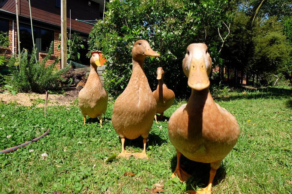 Cheeps and quackers: 20 weeks of Buff Orpington ducks