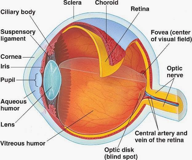 The Eyes Have It: September 2013