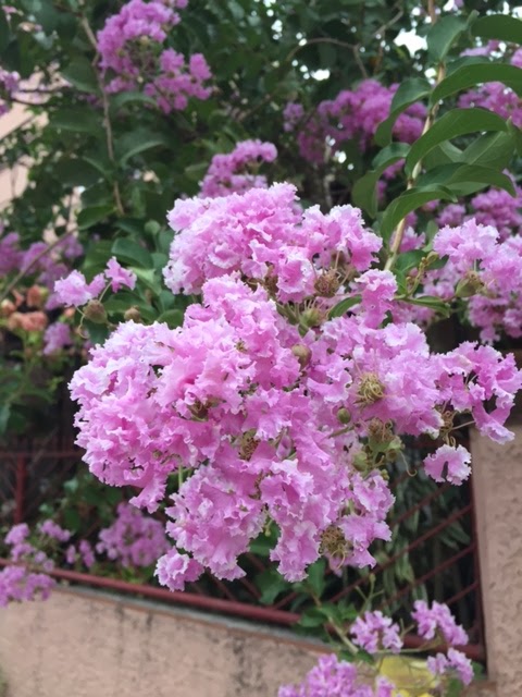 Regin's Realm: Melendres in full bloom