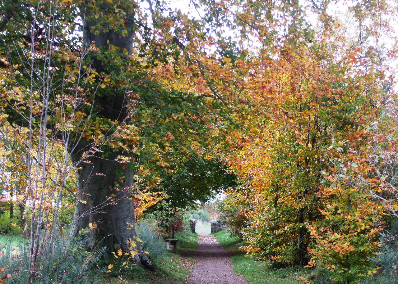 Largo Baywatch: Autumn Colour in Falkland