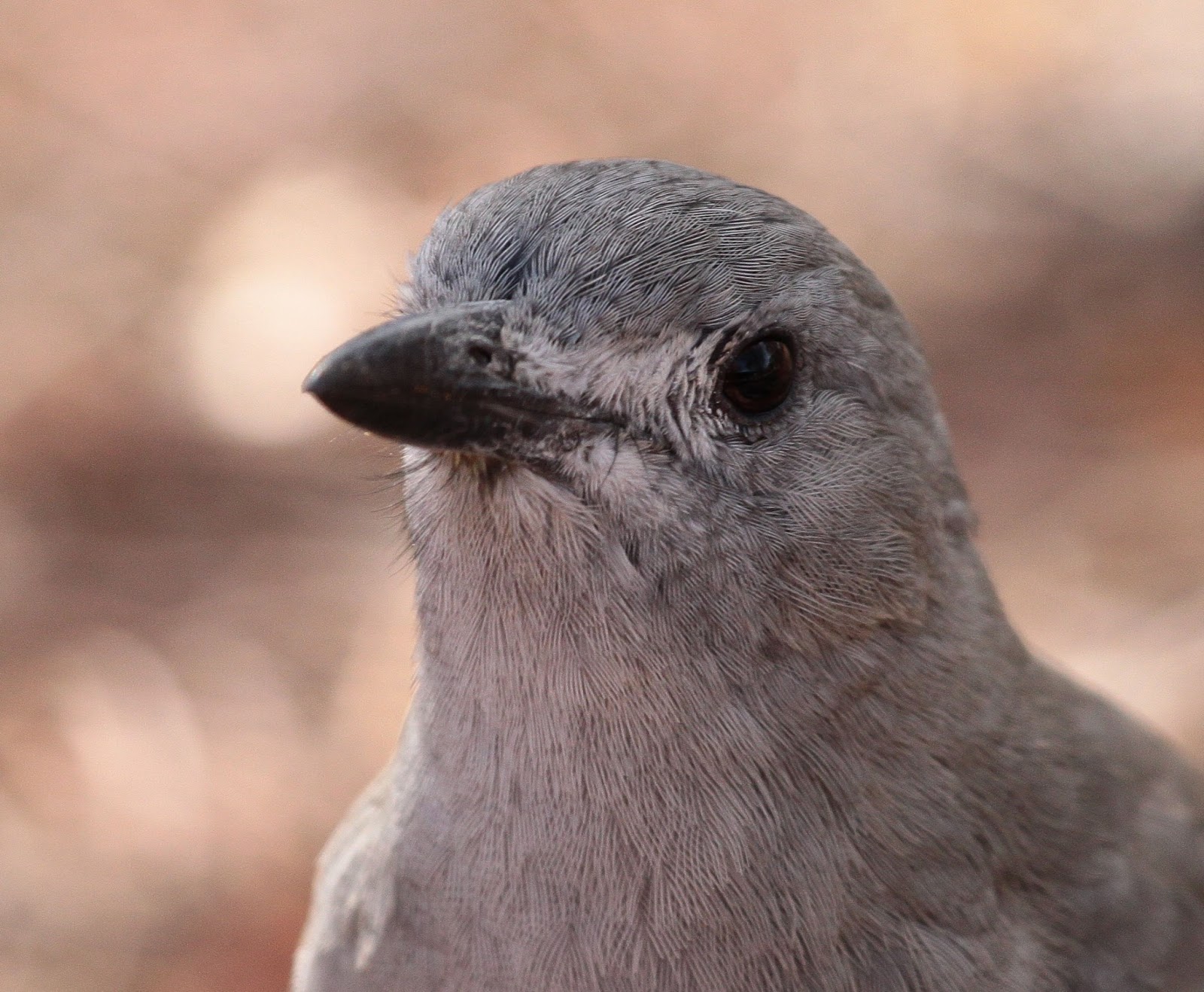 Richard Waring's Birds of Australia: When small birds come close ...