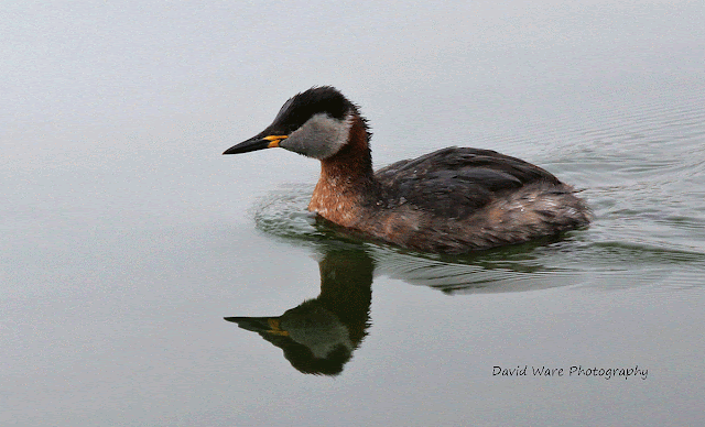 Tophill Low Nature Reserve: Weaseling out winter