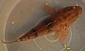 Jual Dan Beli Ikan Gabus Malas / Betutu - phytoncatfishfarm