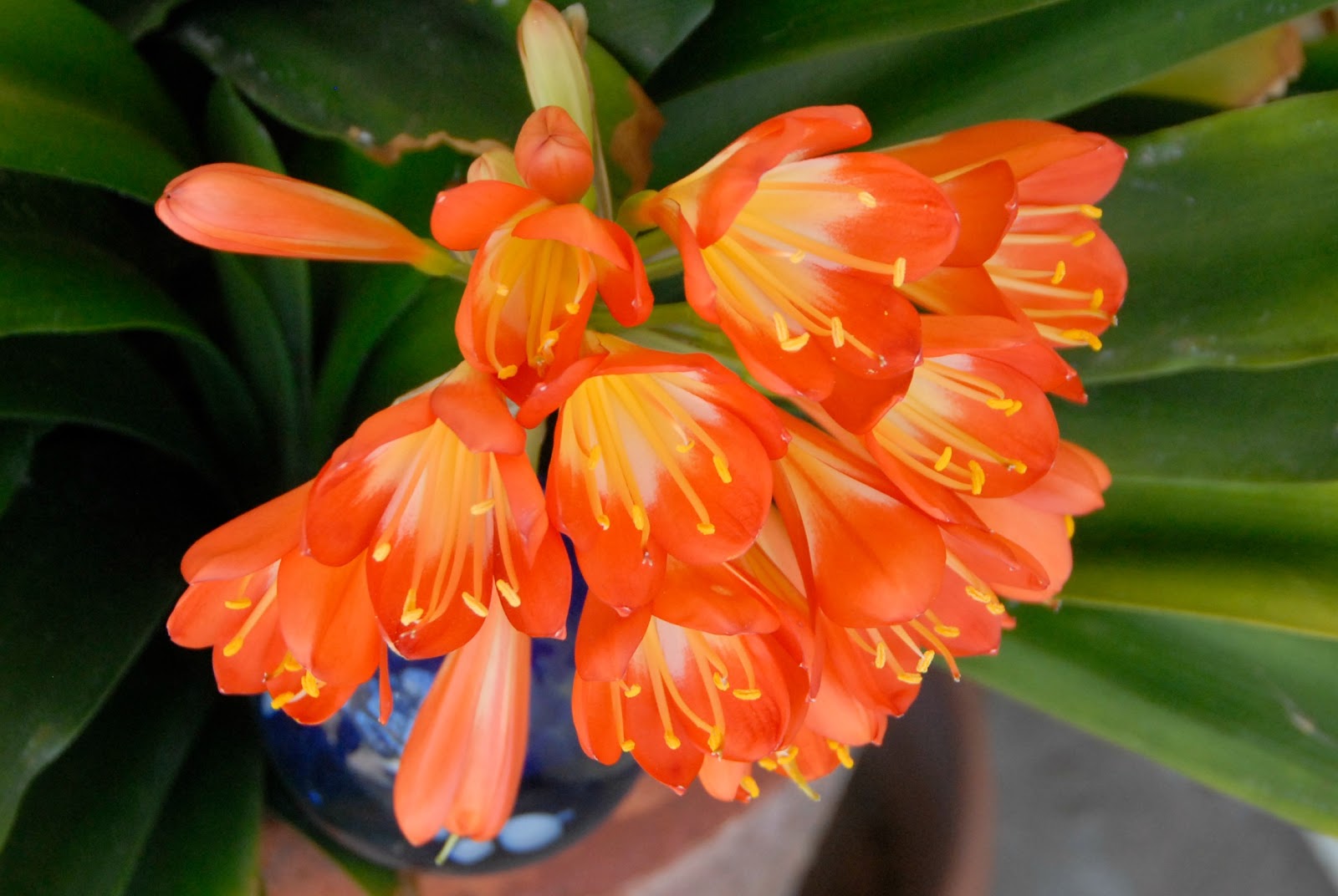 Barefoot Books- LadyD: Clivia Culture