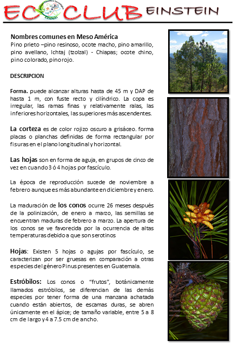 Arboles de la vertiente del pacífico : Pino Colorado (Pinus oocarpa ...