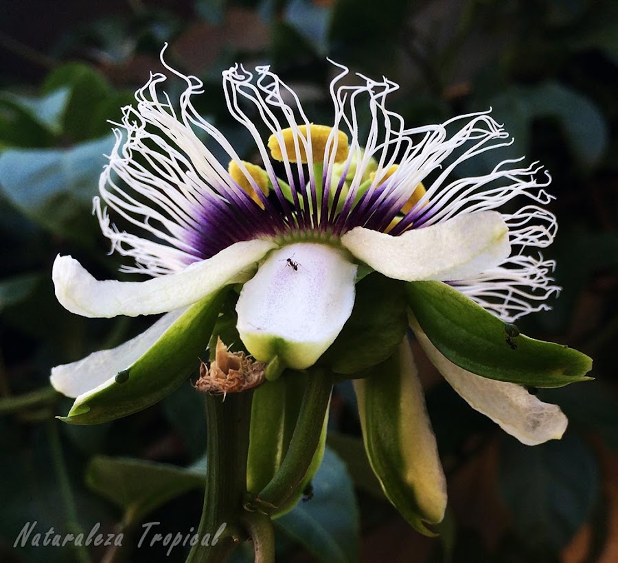 La flor de la pasión, pasionaria o maracuyá, Passiflora edulis | Plantas
