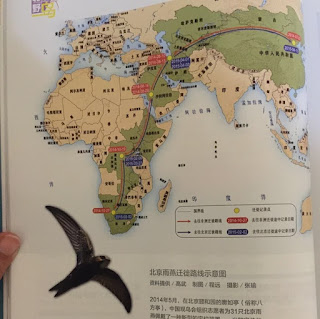 Action for Swifts: Beijing Swifts in Chinese Media