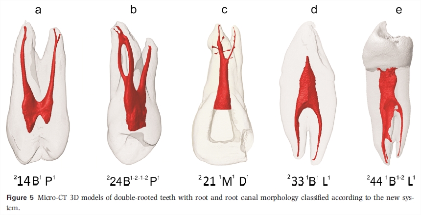 The Root Canal Anatomy Project