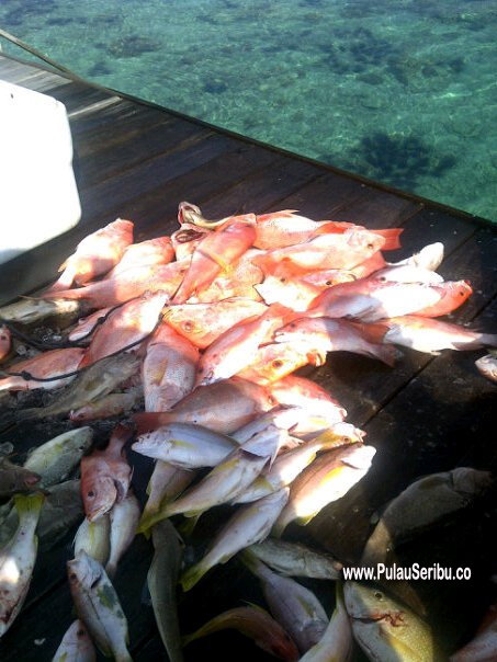 Pulau Peniki ~ Wisata Murah Pulau Seribu Pulau Peniki ~ Wisata Murah Pulau Seribu