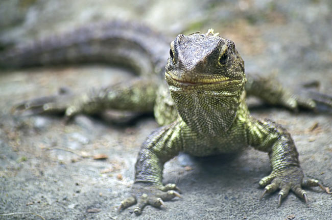 Tuatara | Animal Wildlife