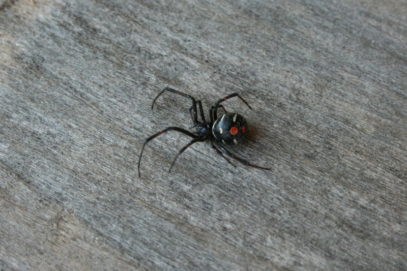Tree Dellinger: force of nature, tempest in a teacup.: Black Widows and ...