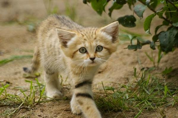 Ministry of sand cats vivid images and lovely | Gallery Wallpaper HD