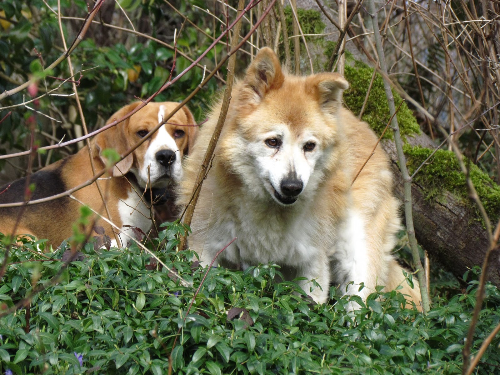 The Hoge Homestead ~: HH Fire Walker's Rascal