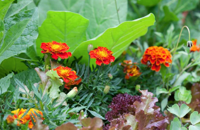 ornamental plants examples definition Ornamental plants types examples its