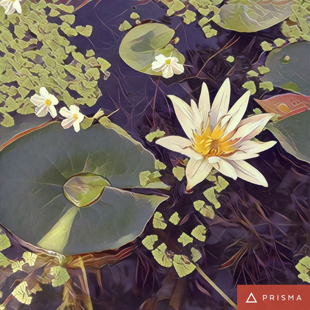 මතක සේයා