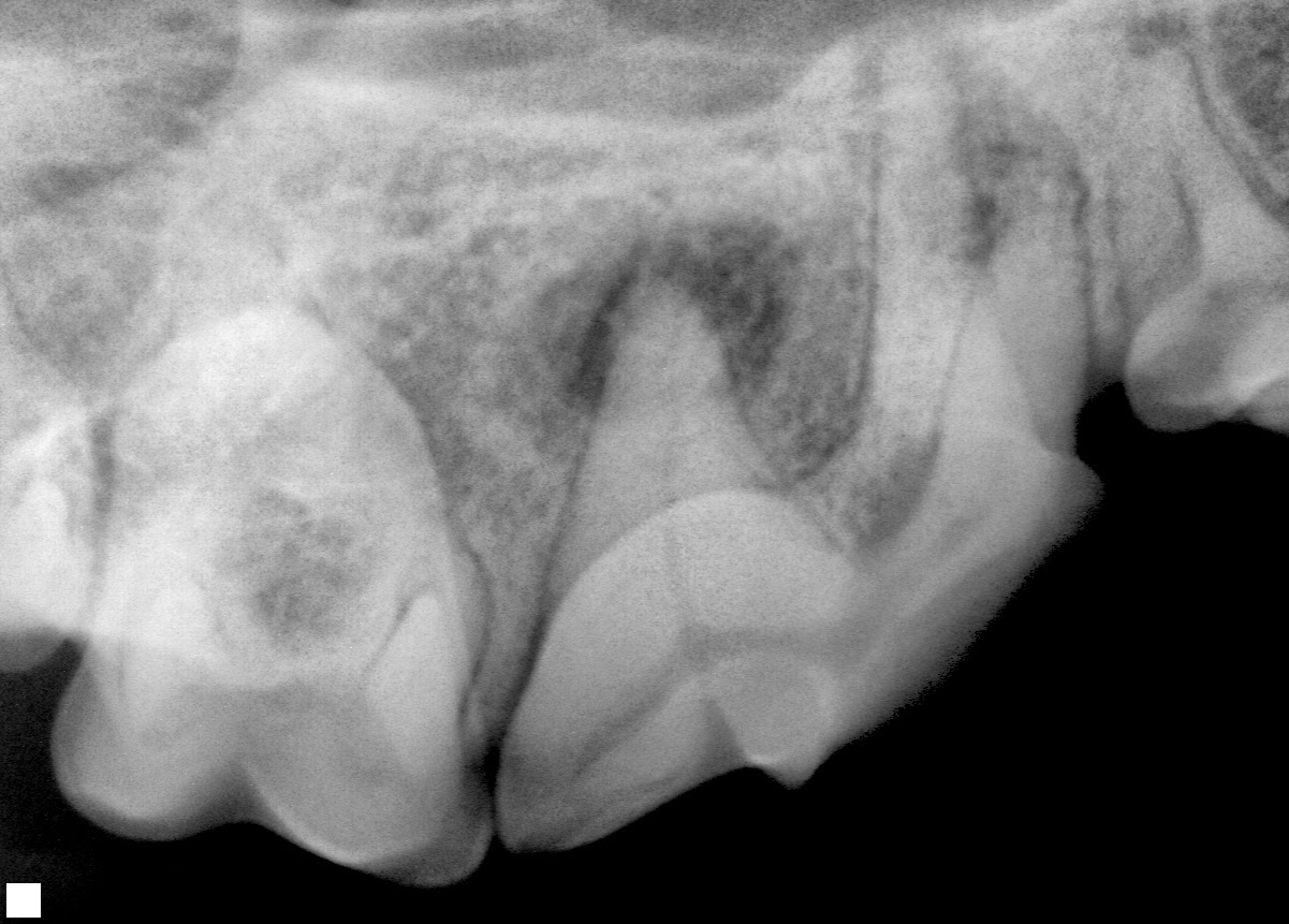 News & Notes from West Ridge Animal Hospital: February 2015