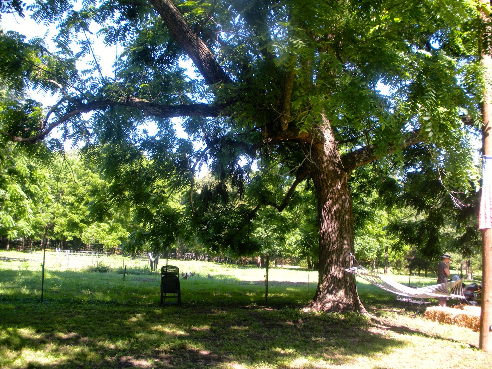 Memphis Trees: A trip to the farm