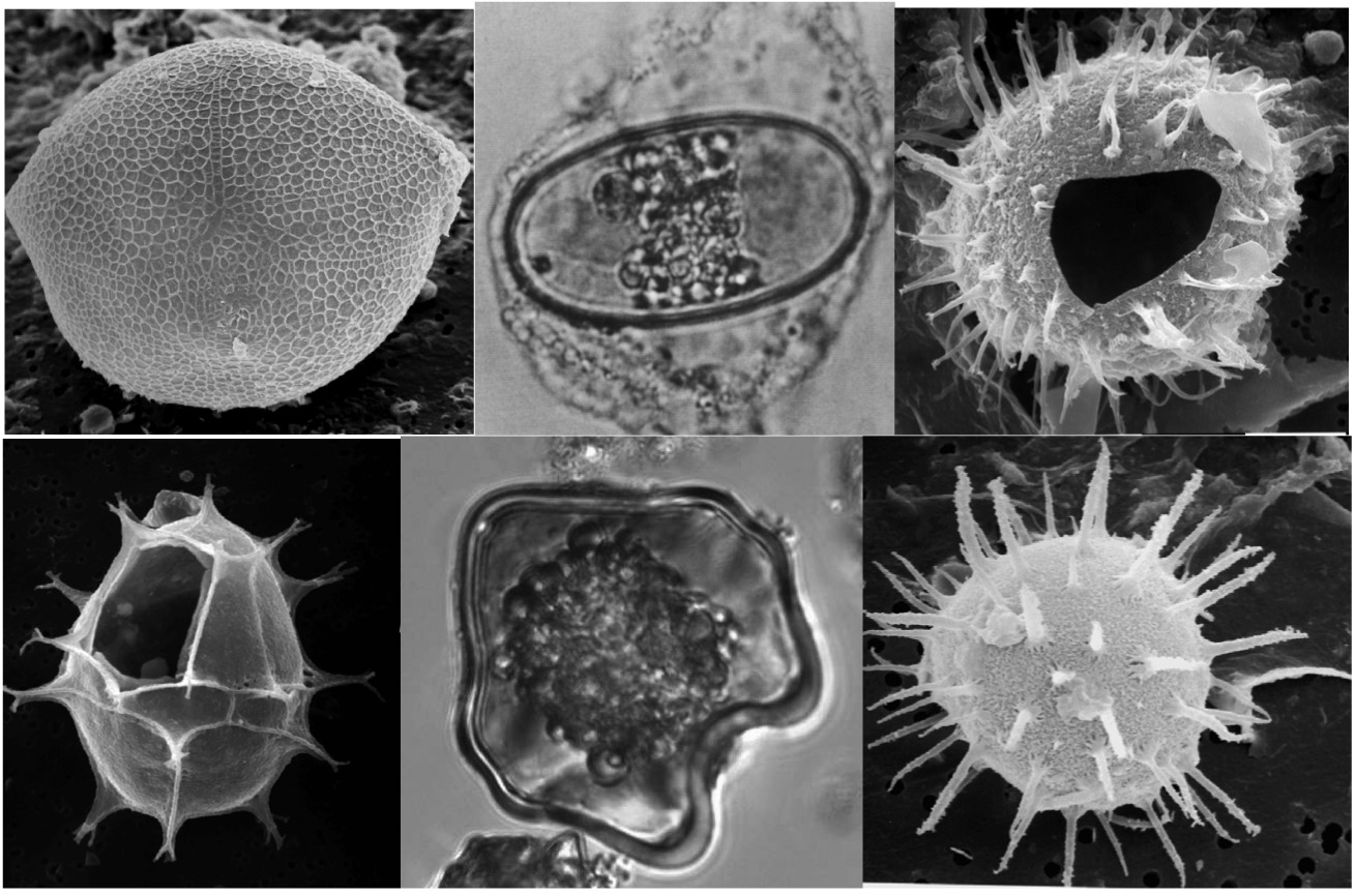 Knowledge Class: Reproduction in Dinoflagellates