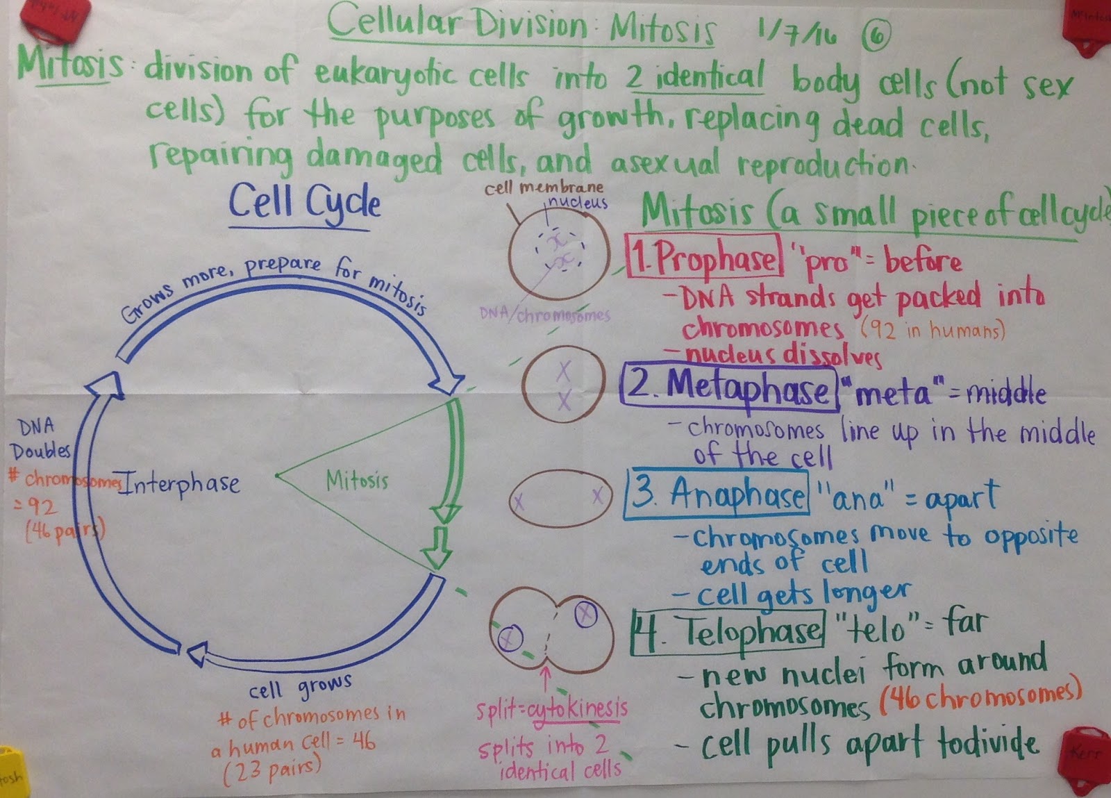 Mrs. Paul - Biology: Biology Notes/Charts 2015-2016