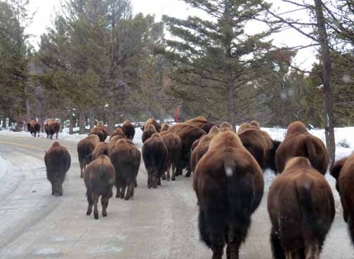 Shirl Ireland's Art Blog: Winter Wonderland