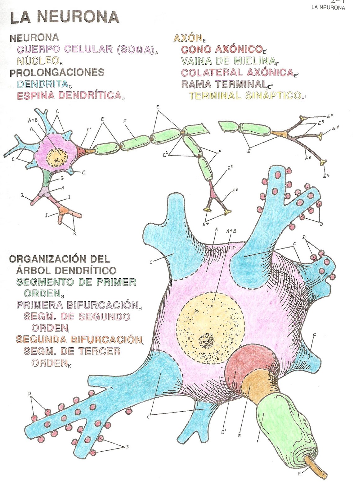 aulapsicologia: Esquema Neurona