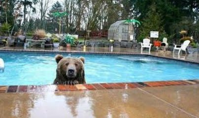 Animals I Admire: Bear in pool