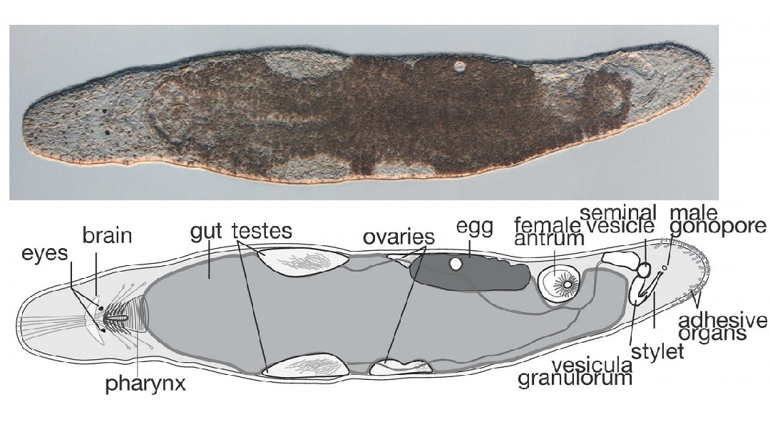 Flatworm Diagram