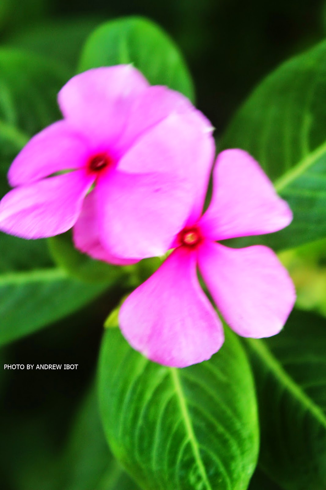 Ako si ANDREW IBOT!: Pandakaki-puti ( Tabernaemontana pandacaqui Poir.)