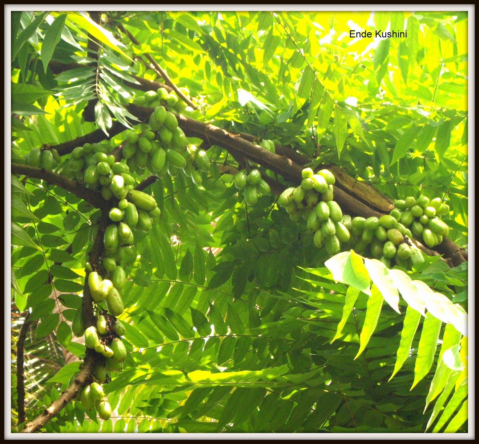 Ende Kushini: Irumban puli – puliogare