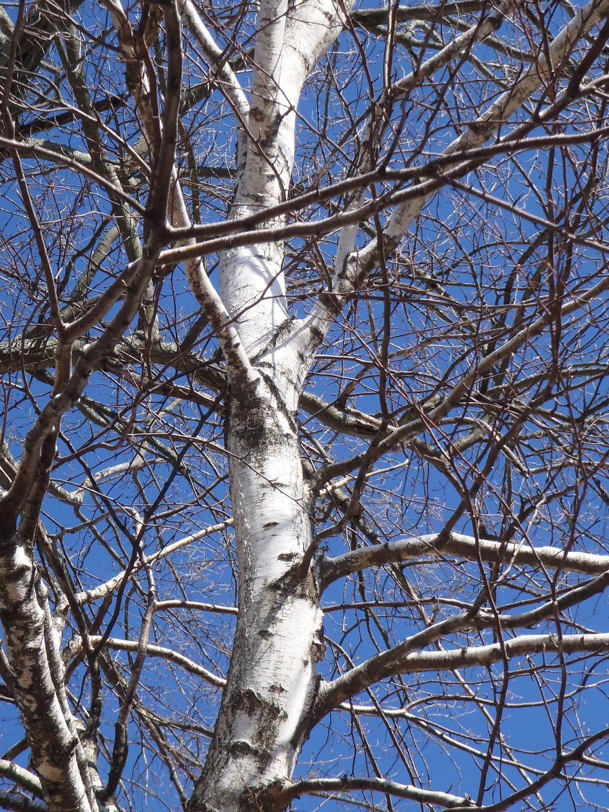 Out of the Box: an invitation into nature: Eight (or so) Trees You Can ...