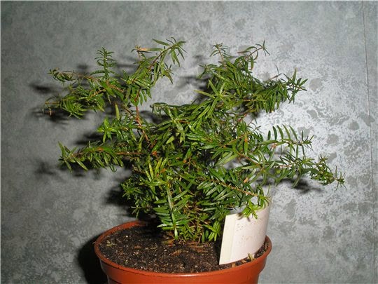 Всё о бегониях и не только...: Бабингтония / Саннанта (Babingtonia ...