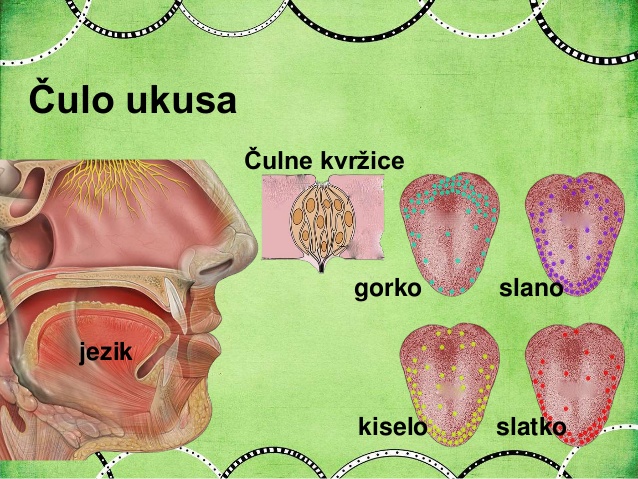 Latinski jezik za medicinske škole: Organ mirisa i organ ukusa