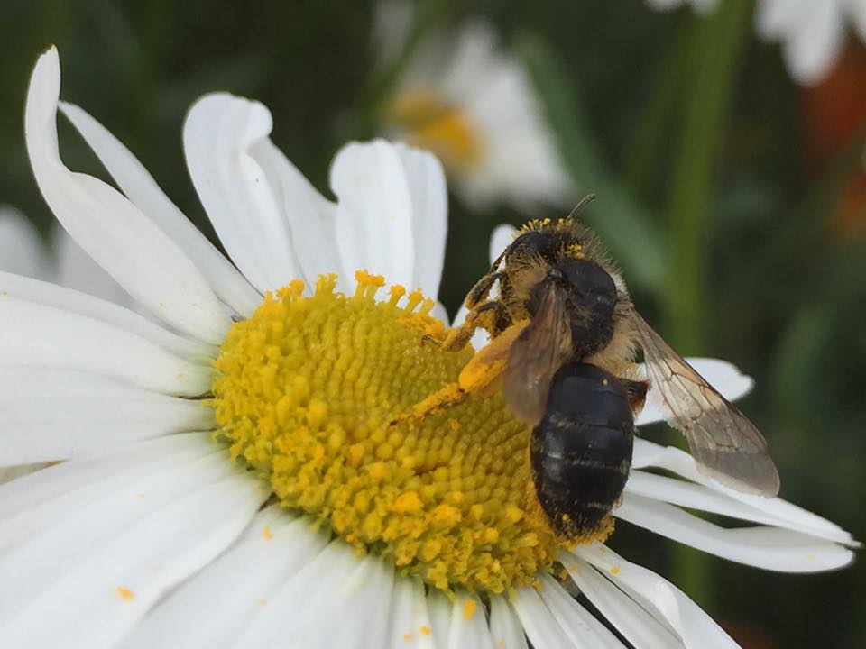 Shtepia e bletes Marku: 08/04/16