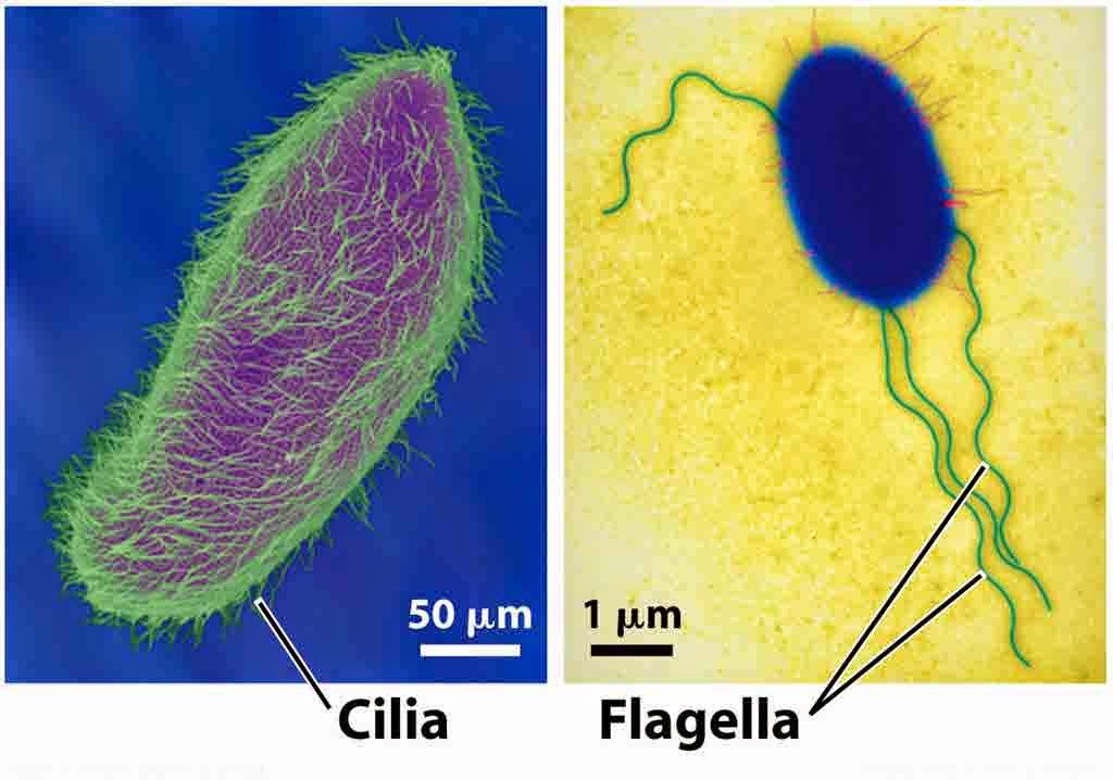 Ciencias de Joseleg: El movimiento por cilios y flagelos