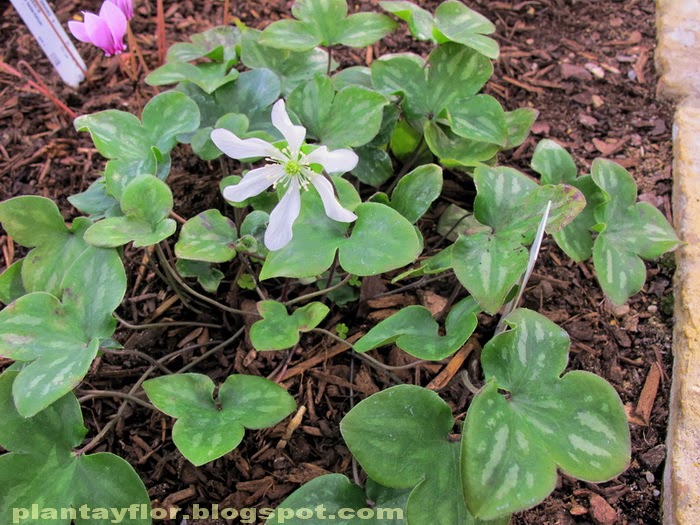 Plantas y flores: Anemone hepatica