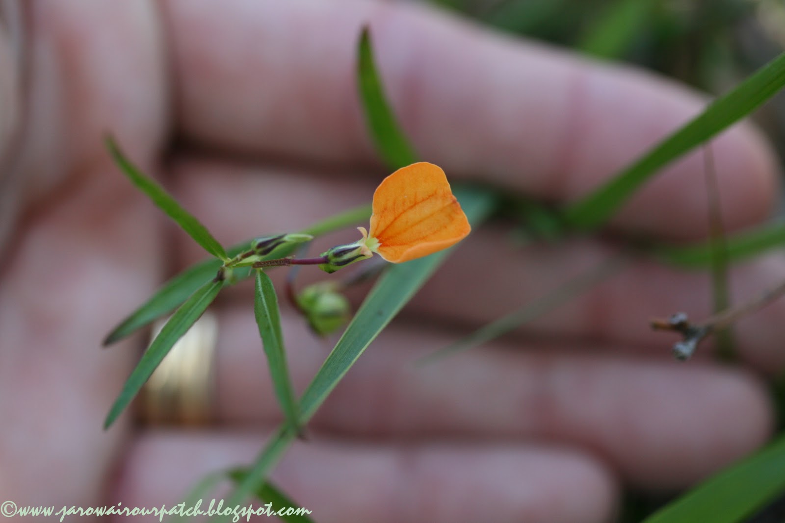 Spade Flower (Hybanthus stellarioides) 26/12/11