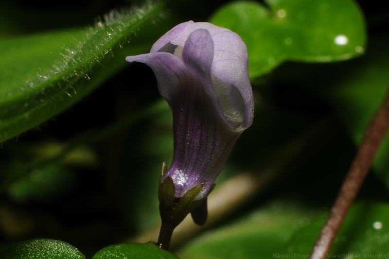 Falmouth Nature Notes : The torment of Trailing Tormentil