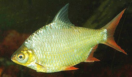 Gokugen.Net: Cara Budidaya Ikan Tawes Dengan Baik Dan Benar