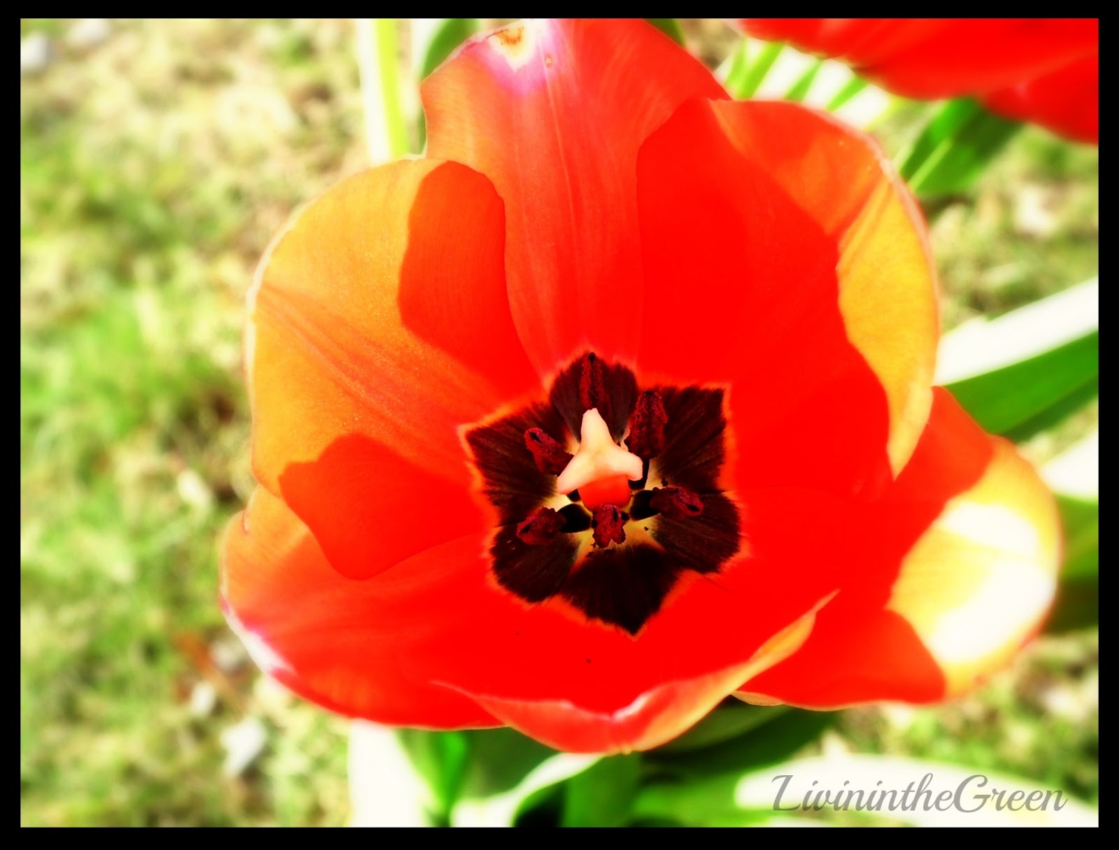 Livin' In The Green: Tulips in February